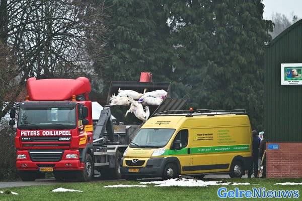 Ruiming 500 geiten Laren begonnen - GelreNieuws